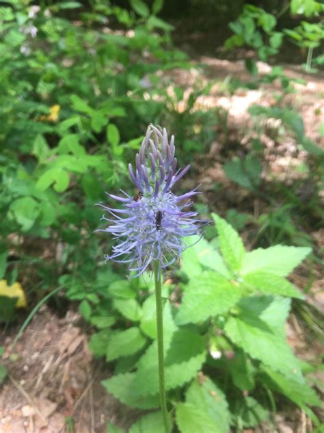 Phyteuma Nigrum 照顧，種植，繁殖，開花時間 Picturethis