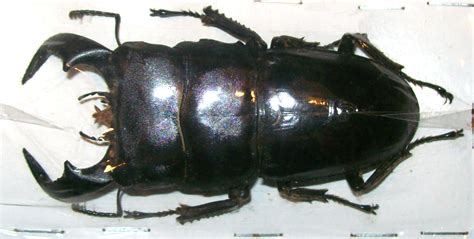 Dorcus Bucephalus