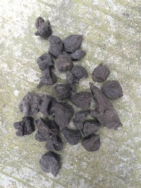 Delphinium Root At Best Price In Yangliuqing Tianjin Deli Group Corp Limited