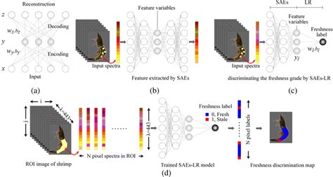 The Saes Lr Algorithm A A Single Layer Auto Encoder B Learning Download Scientific Diagram