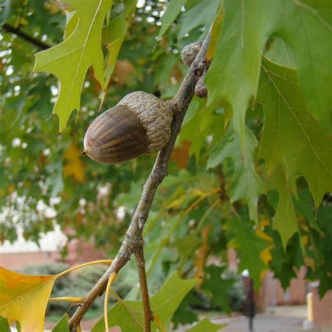 Nuttall Acorns At Alanna Knowles Blog
