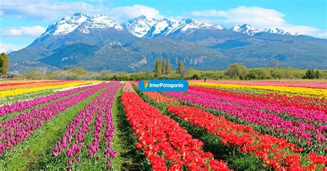 Trevelin Hoteles Y Turismo En Trevelin Argentina