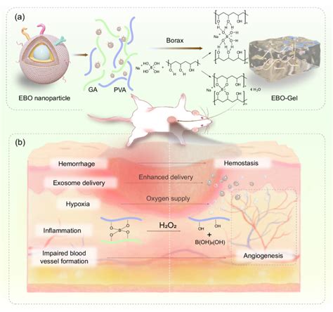 外泌体涂覆的载有氧纳米气泡的水凝胶增强了外泌体的细胞内递送，从而增强伤口愈合 Nature Communications X Mol