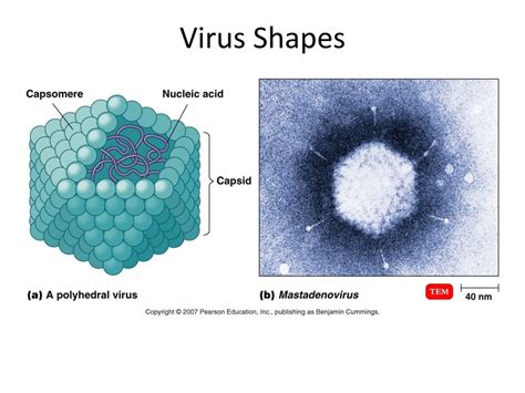 Ppt Virus Structure And Classification Powerpoint Presentation Free