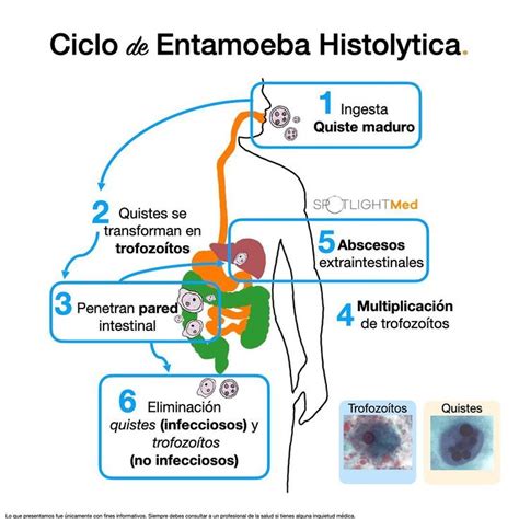 Ciclo De Vida Da Entamoeba Gingivalis Album De Parasito Amebiasis