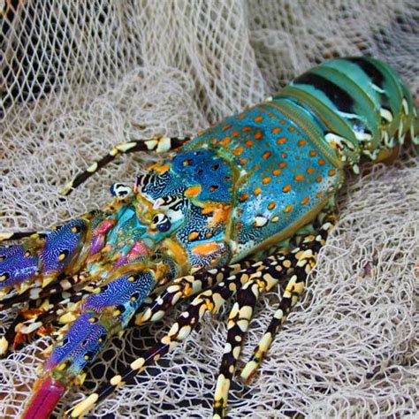 Tropical Cray Fish Whole My Local Tuckerbox