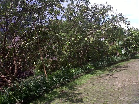 Rudi Santosa Rumah Makan Asep Stroberi