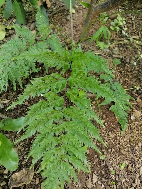 Sandra Bustamante Flashcards