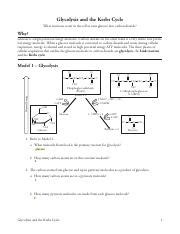 Understanding Glycolysis and the Krebs Cycle in Cellular | Course Hero