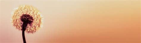 Iman Salami Coaching