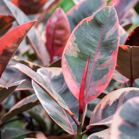 Ficus Robusta Ruby Rubber Tree Plant Shop Ficus Elastica Ruby Online Now