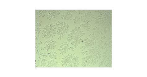 Effects Of Cocrystallization Between Different Amylopectin Fractions