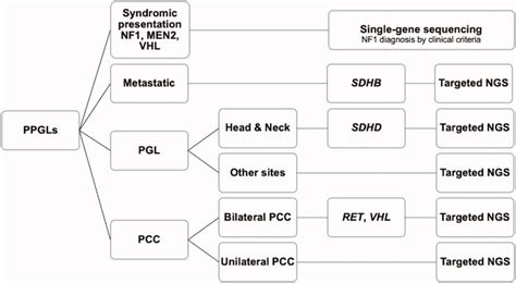 Our Suggested Decisional Algorithm For Pheochromocytomaparaganglioma
