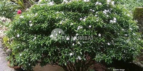 How Togor Flowers Enhance The Beauty Of Your Yard