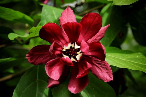 Spicebush By Laura B R On Deviantart
