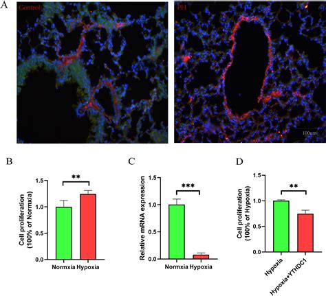 Endothelial Downregulation Of Nuclear M6a Reader Ythdc1 Promotes Pulmonary Vascular Remodeling