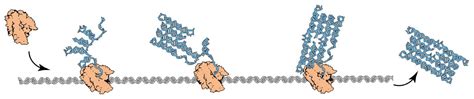 Cotranscriptional Folding A Frontier In Molecular Engineering Siam