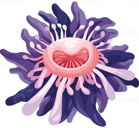 Passion Flower Illustration 49350551 Png