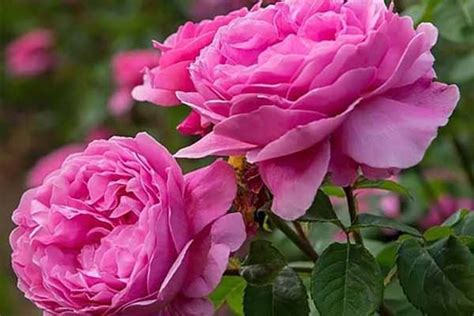 خرید گل محمدی شاخه قیمت فروش استثنایی