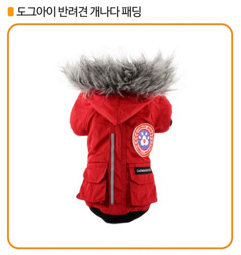 강아지 겨울옷 패딩 추천 및 추위 대책 4가지 비마이펫 라이프