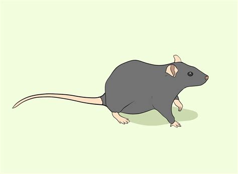 How Fast Can A Rat Go At Sandy Vincent Blog