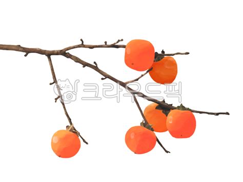 추석일러스트공모전 감나무 감나무일러스트 감 추석 사진 이미지 일러스트 캘리그라피 Bootan작가