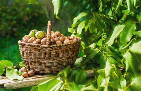 فواید و خواص برگ گردو، ارزش غذایی و عوارض جانبی آن