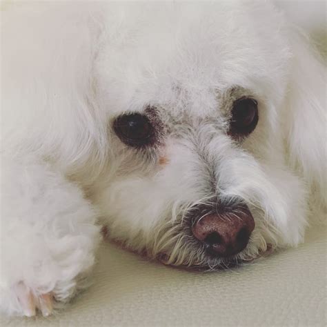 Joyces Closet Cocopoo Poshmark