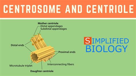 Centrosome