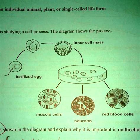 Solved Identify The Process Shown In The Diagram And Explain Why It Is