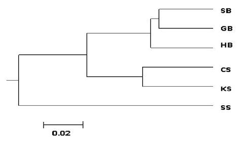 Upgma Dendrogram Based On Nei 1972 Genetic Distance Among The 6