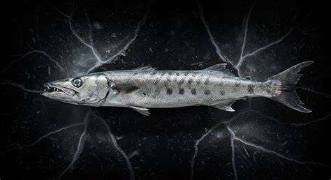 Whole Barracuda Frozen Malik Foodstore
