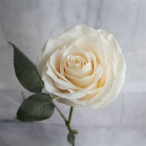 Single White Rose Meaning
