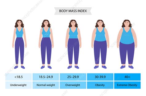 Body Mass Index Illustration Stock Image F0376271 Science Photo