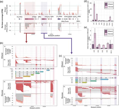 Sequencing Coverage Of The Mitochondrial Transcriptome Of Cultures Download Scientific Diagram