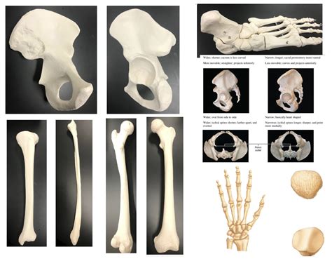 Bio 210 Appendicular Skeleton Part 2 Quiz