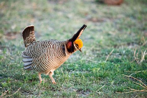 Lesser Prairie Chicken Audubon Field Guide