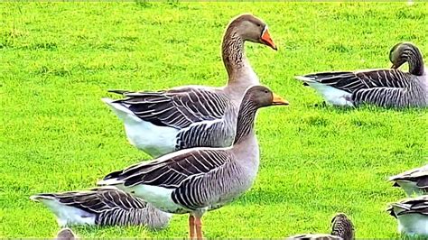 Bijzondere Gans 2023 01 31 Youtube