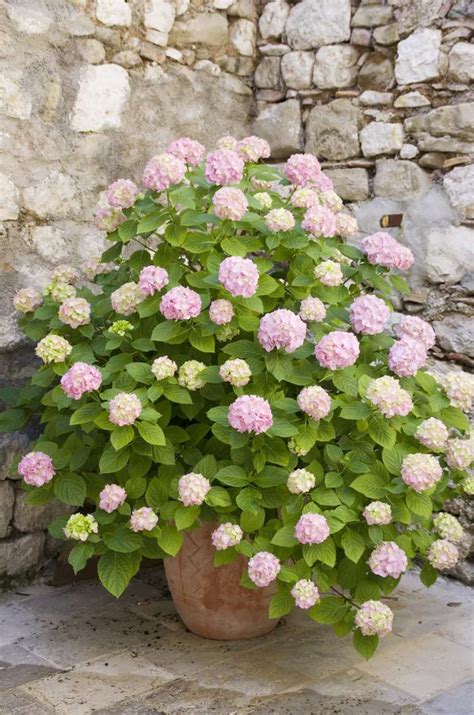 15 Best Dwarf Hydrangea Varieties For Small Yards