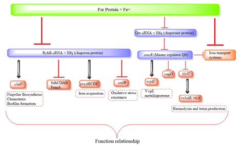 figure 1 from role of non coding regulatory rna in the virulence of