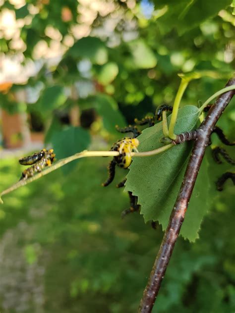 Insects Larvae Id R Insect