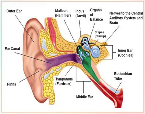What Is… Microtia Atresia Malaysia