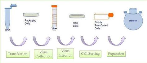 Stable Cell Line Generation Manufacturer InNew York United States By Creative Biogene ID 596029
