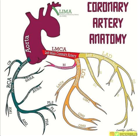 Dysrhythmia Cheat Sheet Via Jennie Brown Byrd Cardiac Nursing Nurse Medical Humor