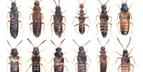 Beetles Conquered Earth By Evolving Their Own Biochemical Laboratory Chen Institute