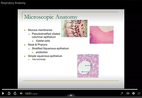 Exam 2 Histology Flashcards Quizlet