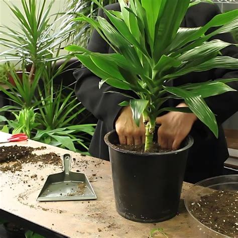 A Complete Guide To Caring For Mass Cane Plant