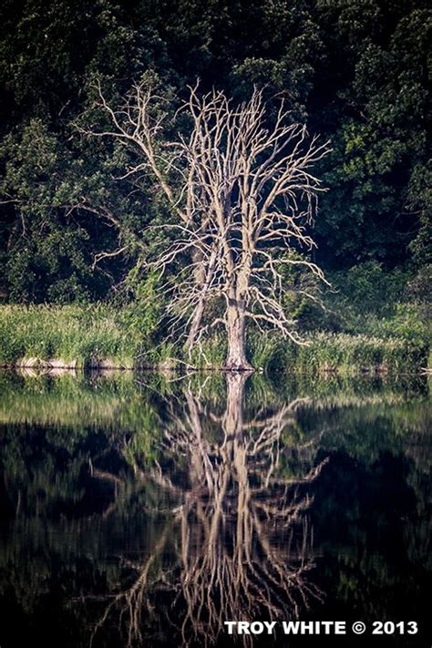 Tangled Tree Photography Plants Tree