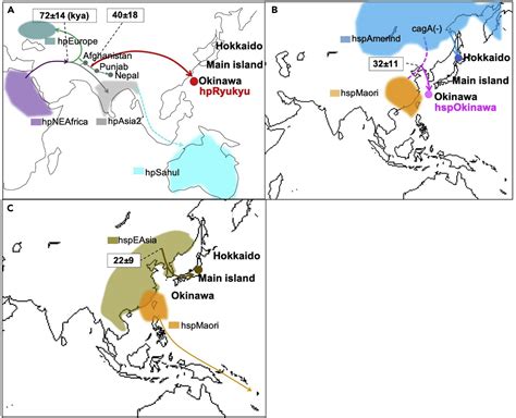 Helicobacter Pylori Genomes Reveal Paleolithic Human Migration To The