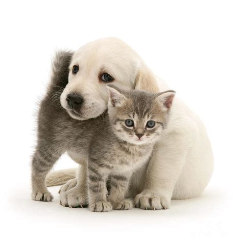 Super Cute Puppies And Kittens The Best Of Curious Cuddly Kittens And